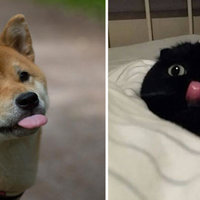 All Slang Memes | Know Your Meme