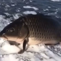 Get Hooked On These 10 Fish-Themed Memes | Know Your Meme