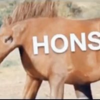 All Entries | Know Your Meme