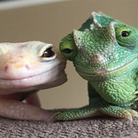 Submitted Animal Memes (Sorted by Views) | Know Your Meme