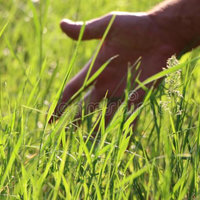 Man touching grass in a stock photo.