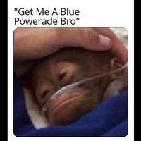 Related Sub-entries for Monkeys / Apes | Know Your Meme