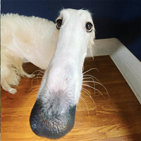 What's That Long Nose Dog In Memes? The Borzoi Explained | Know Your Meme