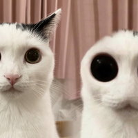 What Is 'Alien-Posting?' The 'Alien Memes' And Photoshopped 'Green ...