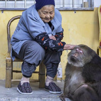 Related Sub-entries for Monkeys / Apes | Know Your Meme