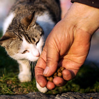 What's The 'Cat Distribution System?' The TikTok Theory About How Cats ...