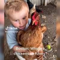 What's TikTok's 'Chicken War Of 2023?' The Viral Trend Explained | Know ...