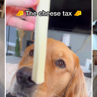 Related Sub-entries for Dogs | Know Your Meme