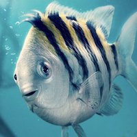 Live-action Flounder Hoax (Little Mermaid) | Know Your Meme