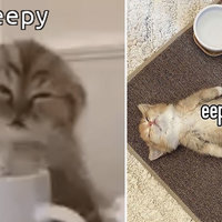 Related Sub-entries for Internet Slang | Know Your Meme