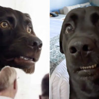 All Animal Memes | Know Your Meme