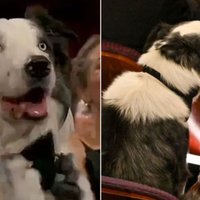 All Viral Video Memes | Know Your Meme