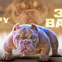 Related Sub-entries for Dogs | Know Your Meme