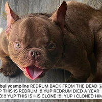 Related Sub-entries for Dogs | Know Your Meme