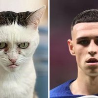What's Up With Memes About Phil Foden As A Cat? The Phil Foden Cat ...