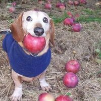What's The 'Dog With Apple' Meme? The 'Apple Dog' AI Videos On TikTok ...