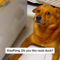 Who Is Xiaopang? The Viral Chinese Dog Who Loves Roast Duck On TikTok ...
