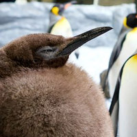 Who Is Pesto The Penguin? Memes About The 'Absolute Unit' Of A Baby ...