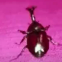 What Is The 'Whatever, Go My Scarab' Meme? The Viral Catchphrase ...