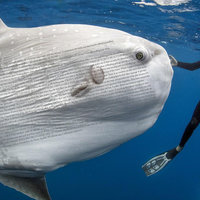 All Copypasta Memes | Know Your Meme