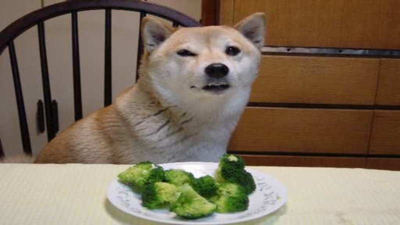 Are Dogs Allowed To Have Broccoli