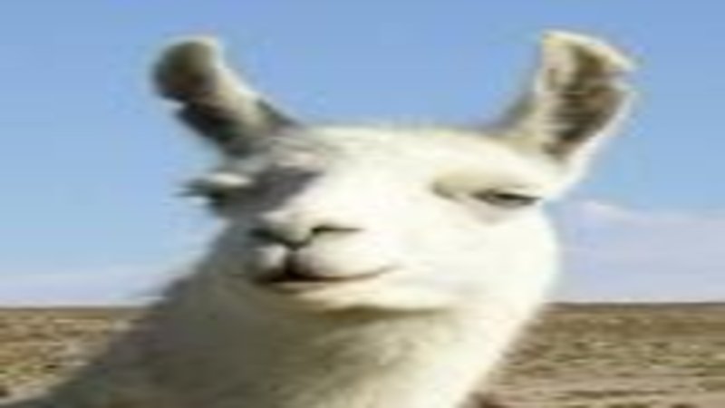 The Llama Song | Know Your Meme