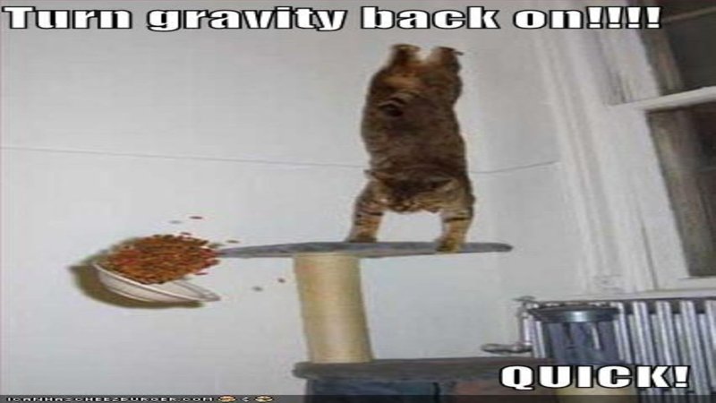 Gravity Cat | Know Your Meme