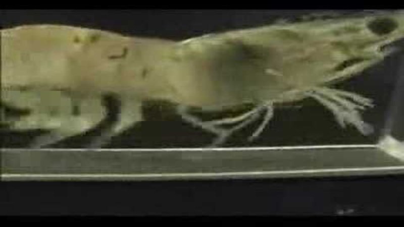 Shrimp on a treadmill | Know Your Meme