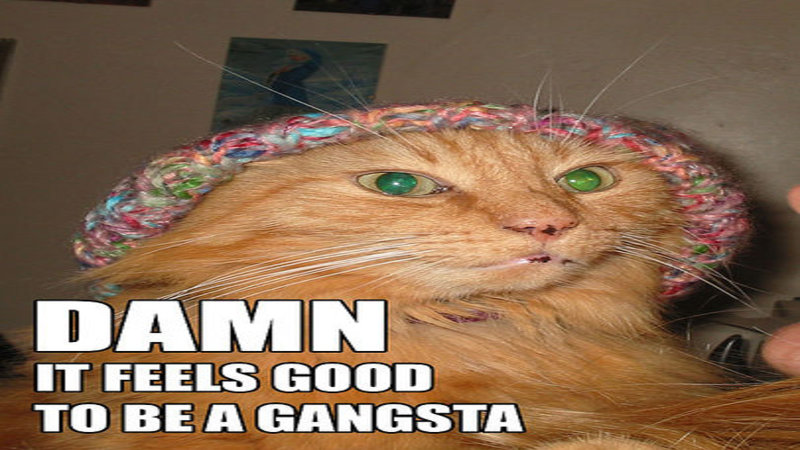 Damn It Feels Good To Be A Gangsta | Know Your Meme