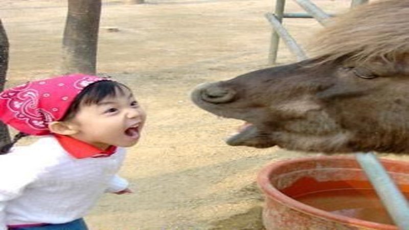 Girl Yelling at Yak | Know Your Meme