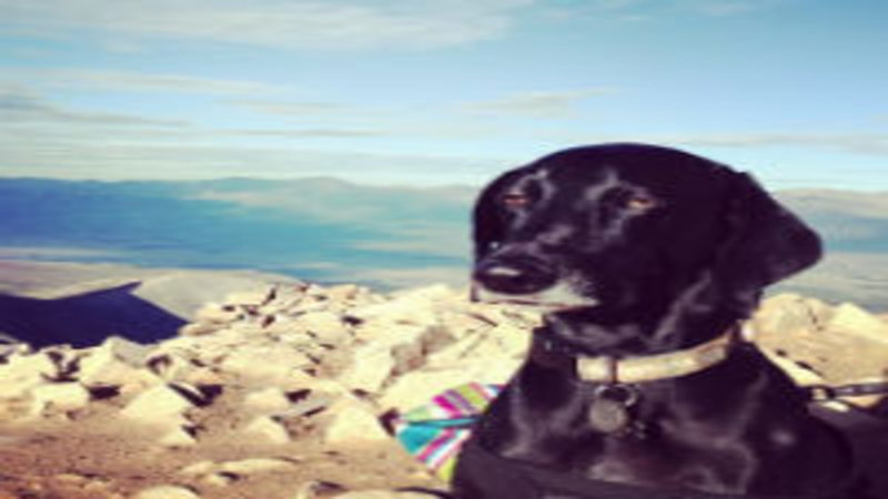 Unimpressed Dog | Know Your Meme