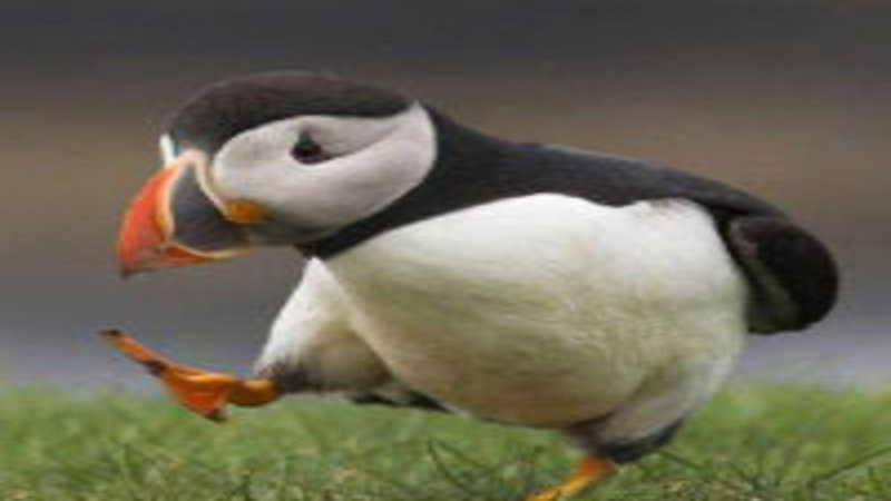 Unpopular Opinion Puffin | Know Your Meme