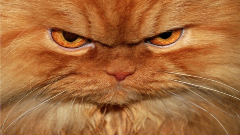 Angry Cat Garfi