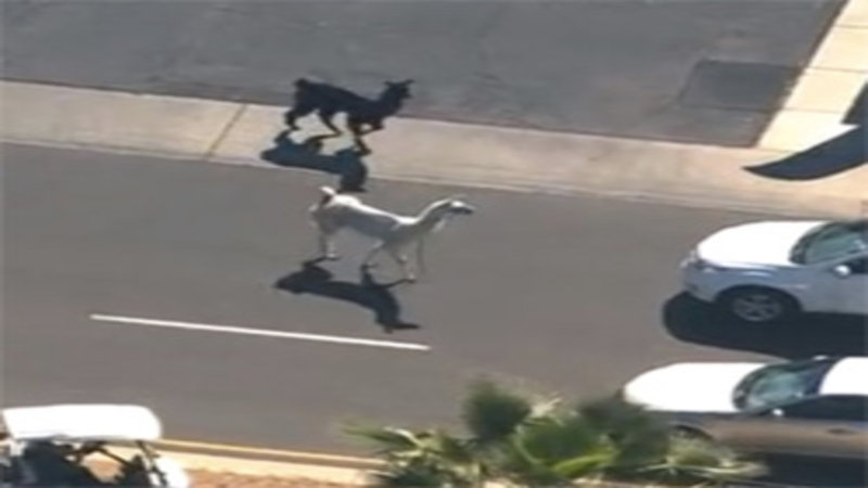2015 Arizona Llama Chase / #LlamaDrama | Know Your Meme