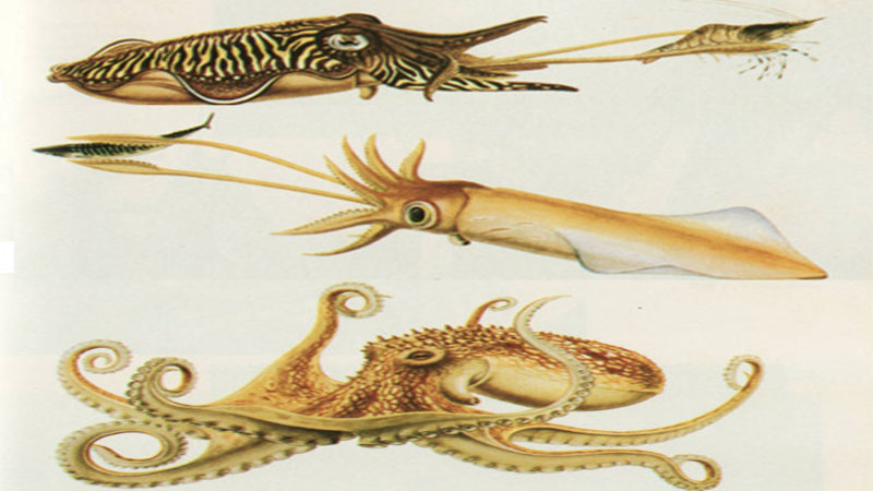 Cephalopods | Know Your Meme