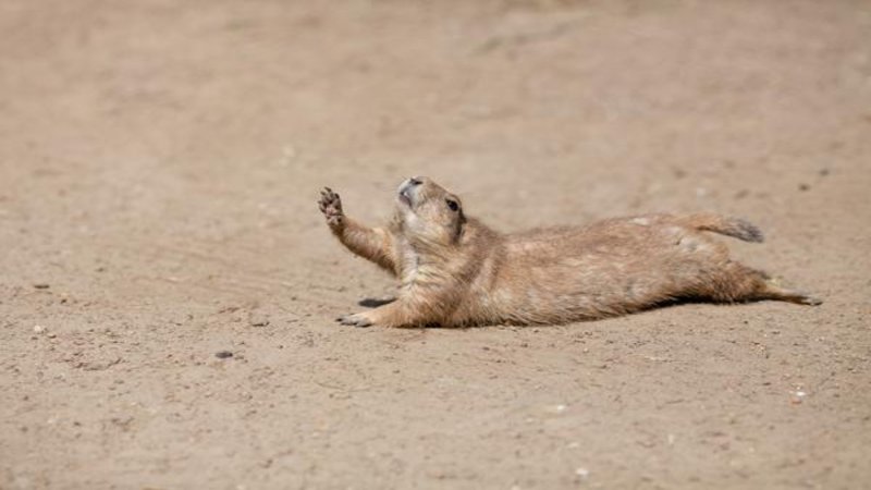 Drought Prairie Dog | Know Your Meme
