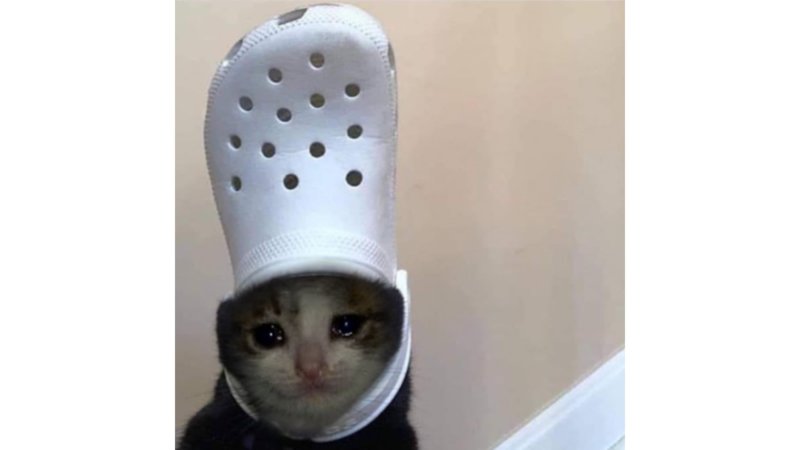 croc cat (meme) | Know Your Meme