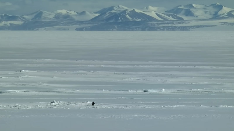 The “Nihilist Penguin” Meme Full Explanation | Penguin Walking Toward ...