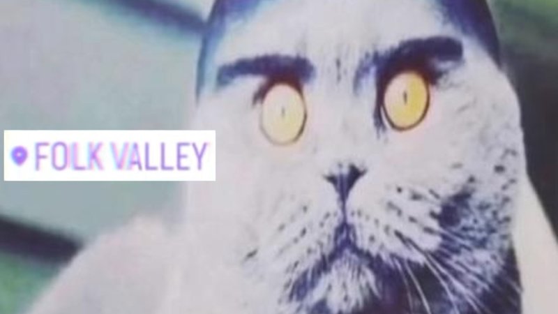 Folk Valley Cat | Know Your Meme