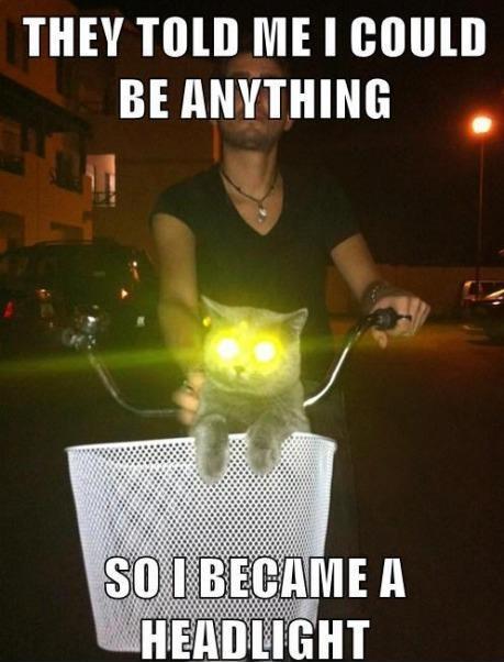 Headlightcat: Video Gallery | Know Your Meme