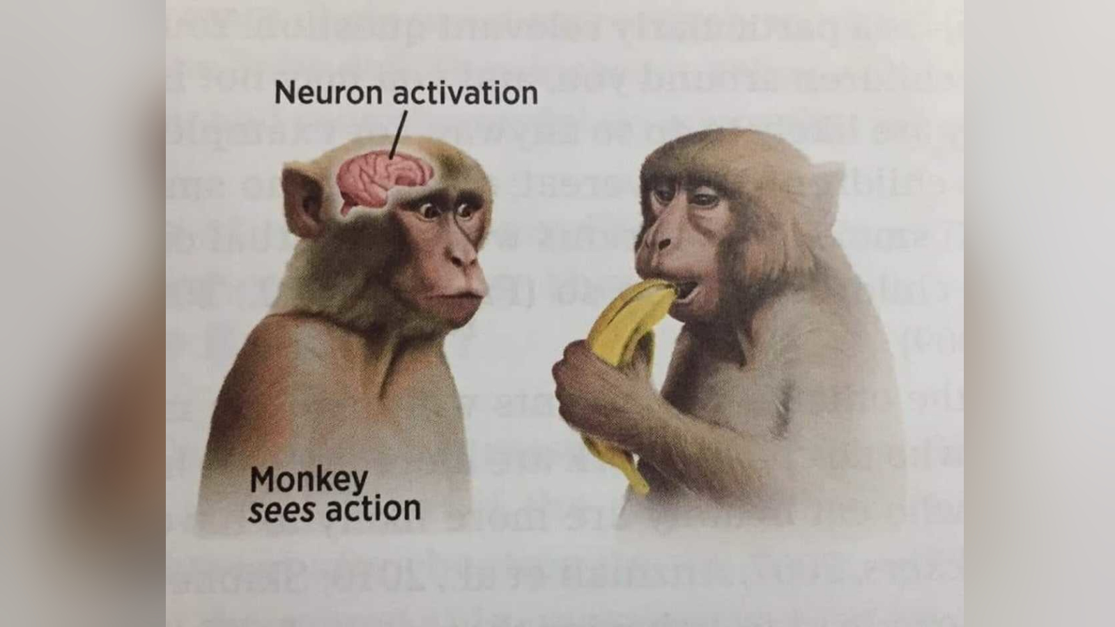 Monkey Neuron Activation Meme Template