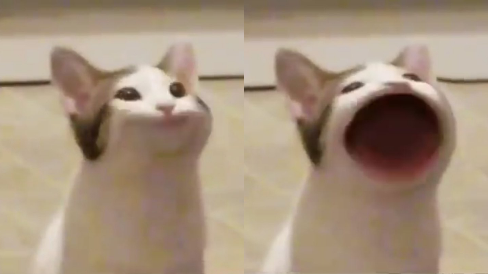 Pop Cat Know Your Meme