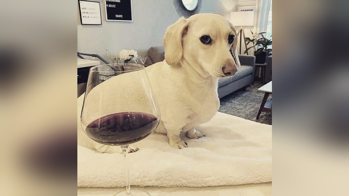 Homophobic Dog Not Too Fond Of Gay People Know Your Meme