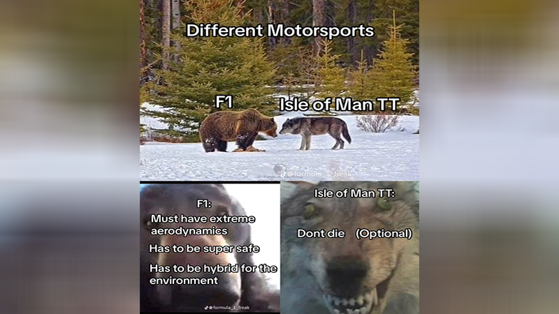 Staring Bear And Wolf Know Your Meme