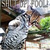 If Ocelots Could Talk | Know Your Meme