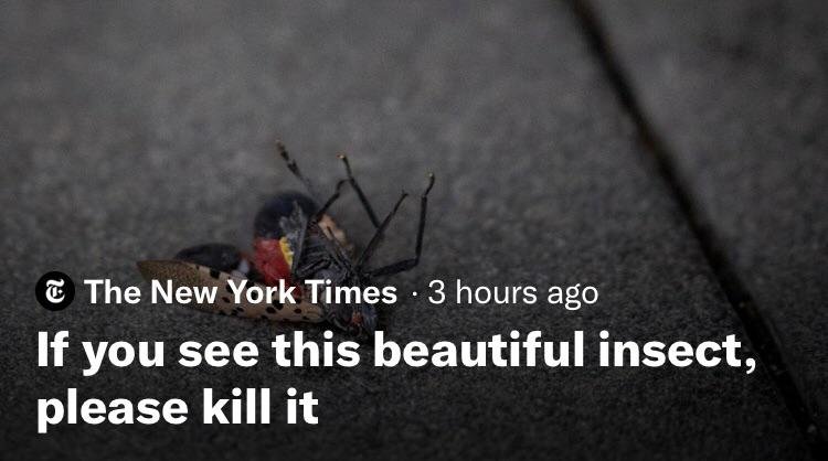 Like Moths To The Flame, Twitter Can't Help But Meme NYC's Lanternfly ...