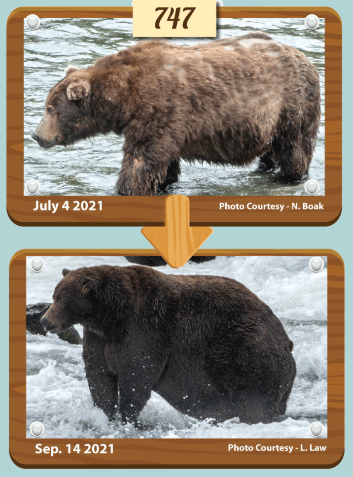 It's Fat Bear Week, So Come Take A Look At Some Absolute Units | Know ...