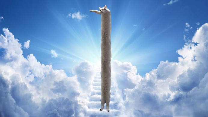 Longcat Dies At 18 In Japan | Know Your Meme
