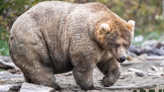 It's Fat Bear Week, So Come Take A Look At Some Absolute Units | Know ...