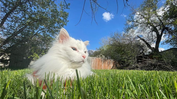 RIP Thurston Waffles You Were The One Who Meows | Know Your Meme